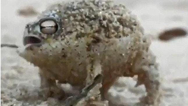 Cutest squeaky frog, like, ever! | Closer