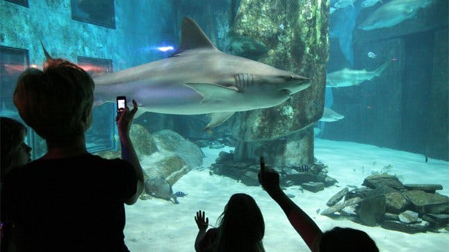 VIDEO: Watch as diners flee Disney restaurant after a fish tank smashes ...