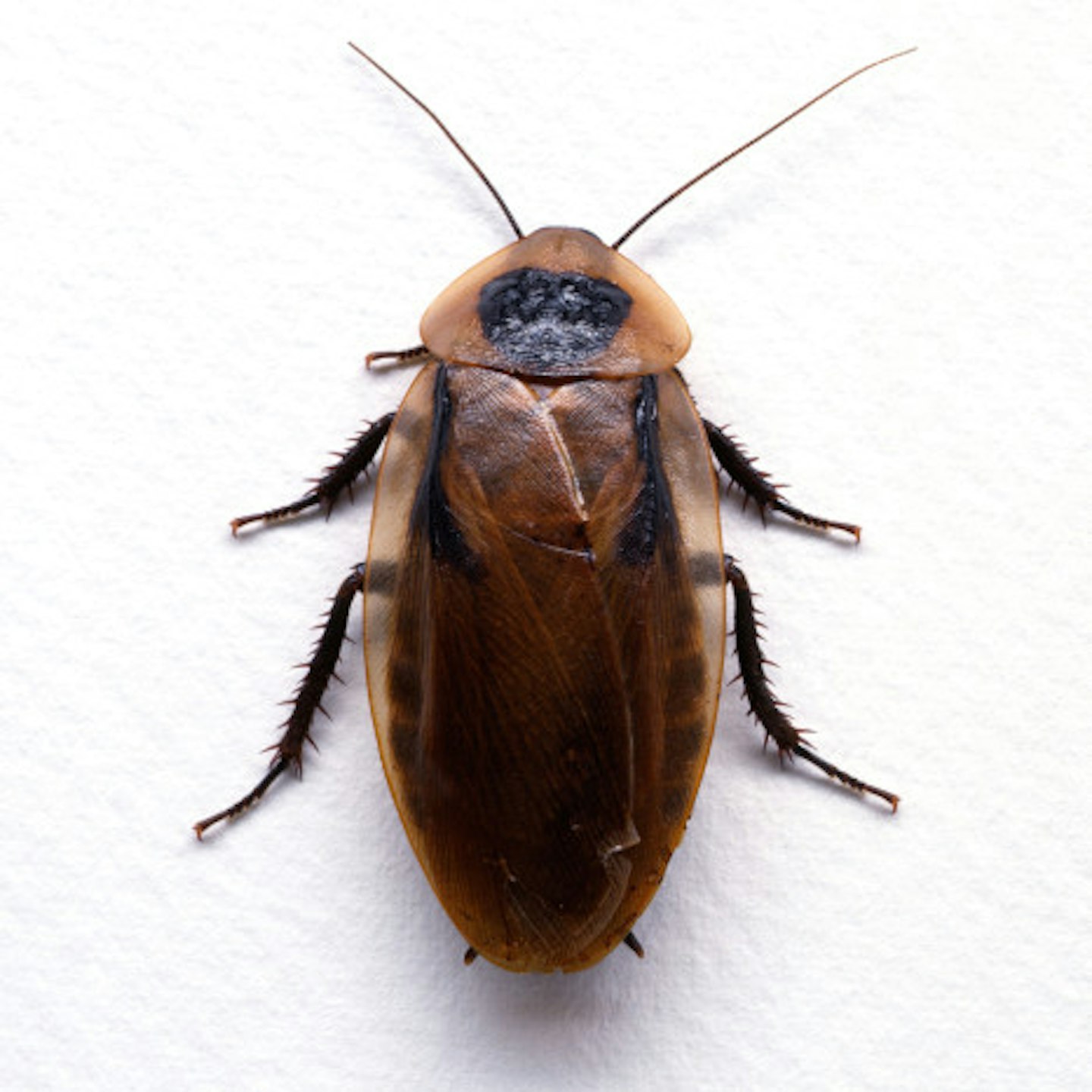 The household pests that make you sick – and how to get rid of them ...