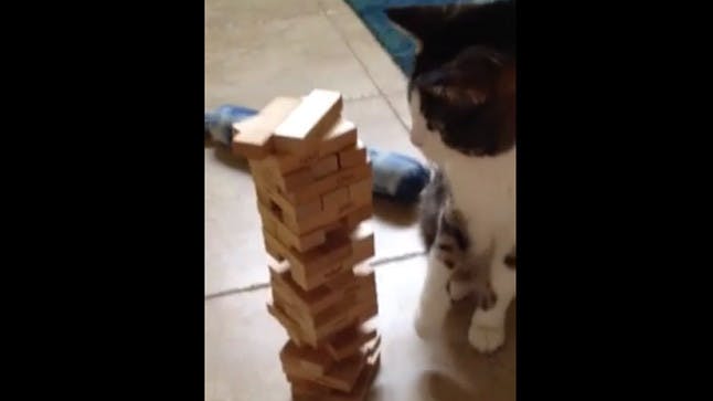 WATCH: This cat is amazing at Jenga! | Closer
