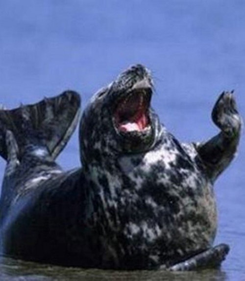 30 of the happiest animals you’ve ever seen – from a happy horse to a ...