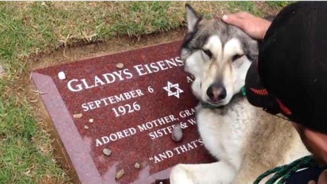 Heartbreaking video: Loyal dog grieves for late owner at her graveside ...