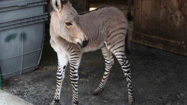 Say hello to Ippo, the adorable baby zonkey (that’s a zebra-donkey ...