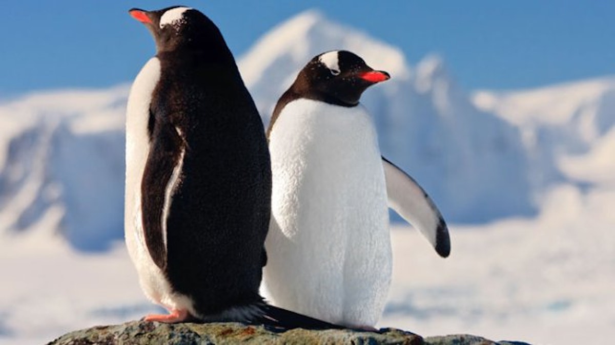 The 23 best and cutest animal facts of all time | Closer