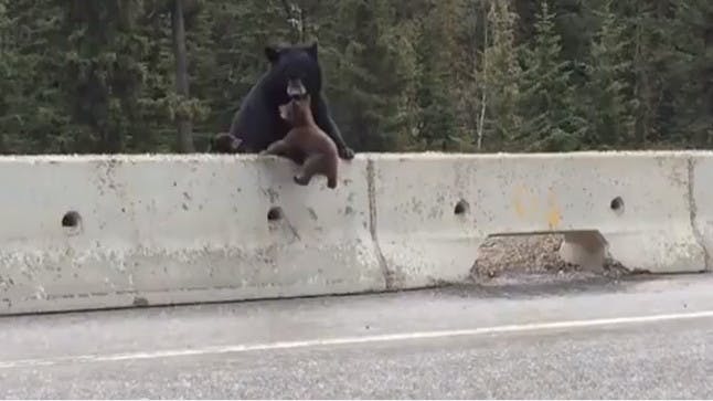VIDEO: Watch as mother bear rescues her cub from a busy road | Closer