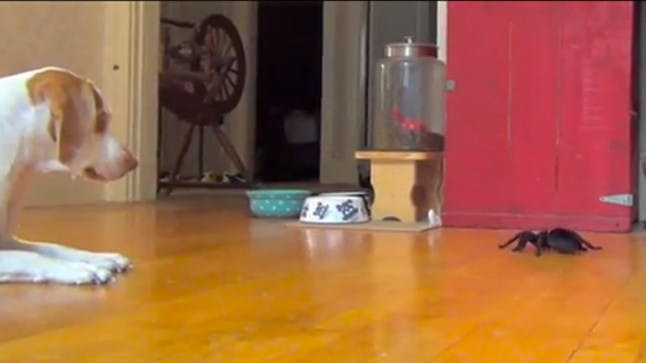 VIDEO: Dog freaks out over robot spider! | Closer