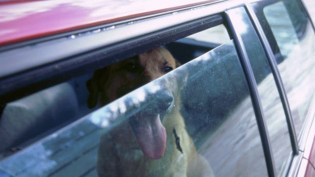 What time do you call this? Hilarious video shows dog honking horn as ...