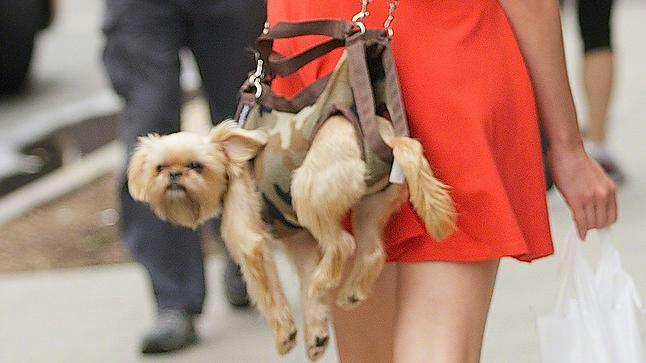 The doggy bag that’s alive! | Closer