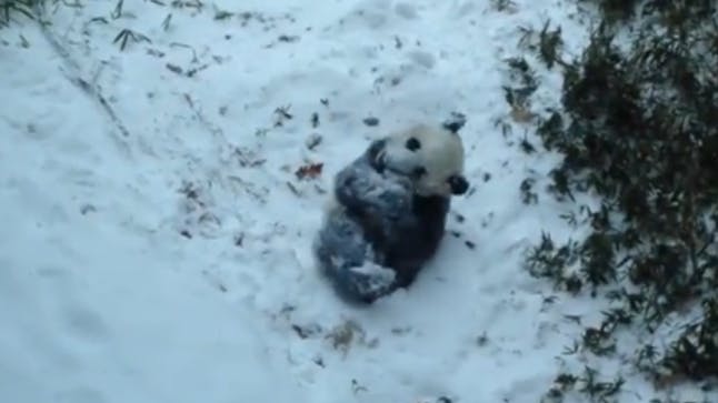 VIDEO: This baby panda rolling in snow will cheer up your day | Closer