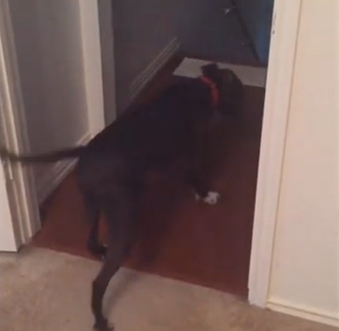 WATCH: This moonwalking dog shows how to overcome fear of doors! | Closer