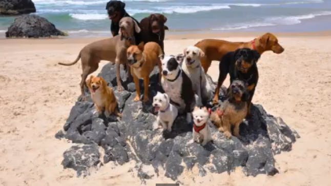 Is this the happiest video ever? 12 dogs and a cat have the best time ...