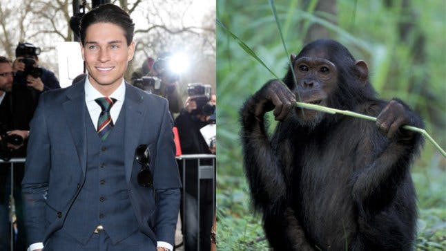 Watch out Sam Faiers! The world’s brainiest chimp has her eye Joey ...