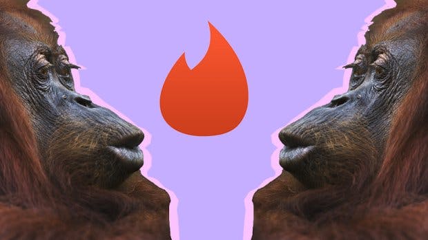 Welcome To The Digital Age Of Dating Where Even Monkeys Can Find Love ...