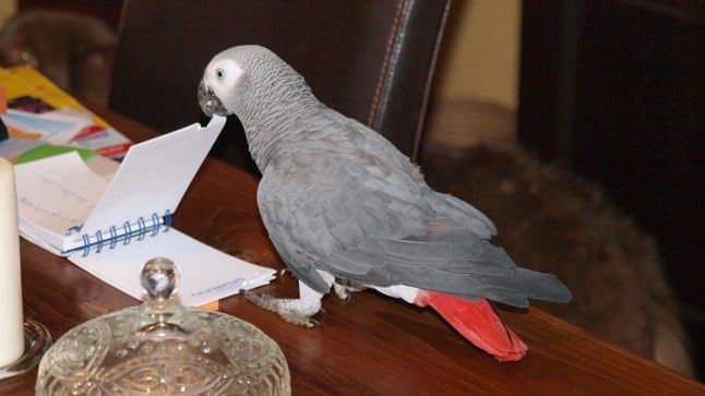 Pet parrot becomes a hero after saving woman from male attacker | Closer