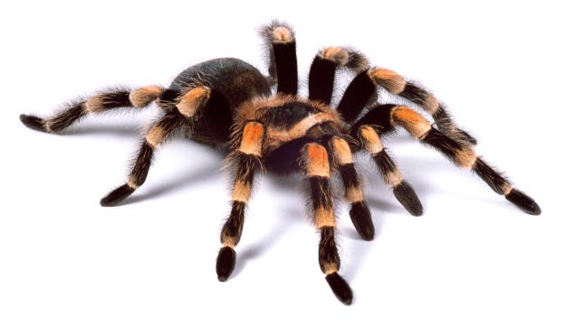How to get over your fear of spiders | Closer