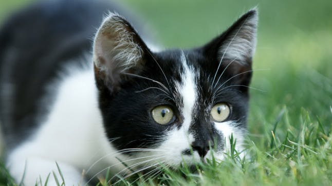 Is your cat plotting to kill you? | Closer