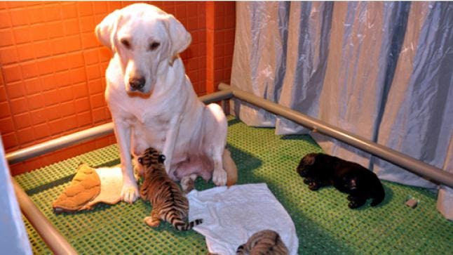 Labrador dog becomes surrogate mother to tiny tiger cubs | Closer