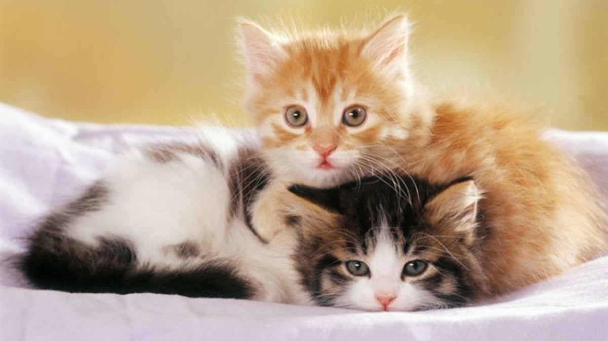 The 23 best and cutest animal facts of all time | Closer