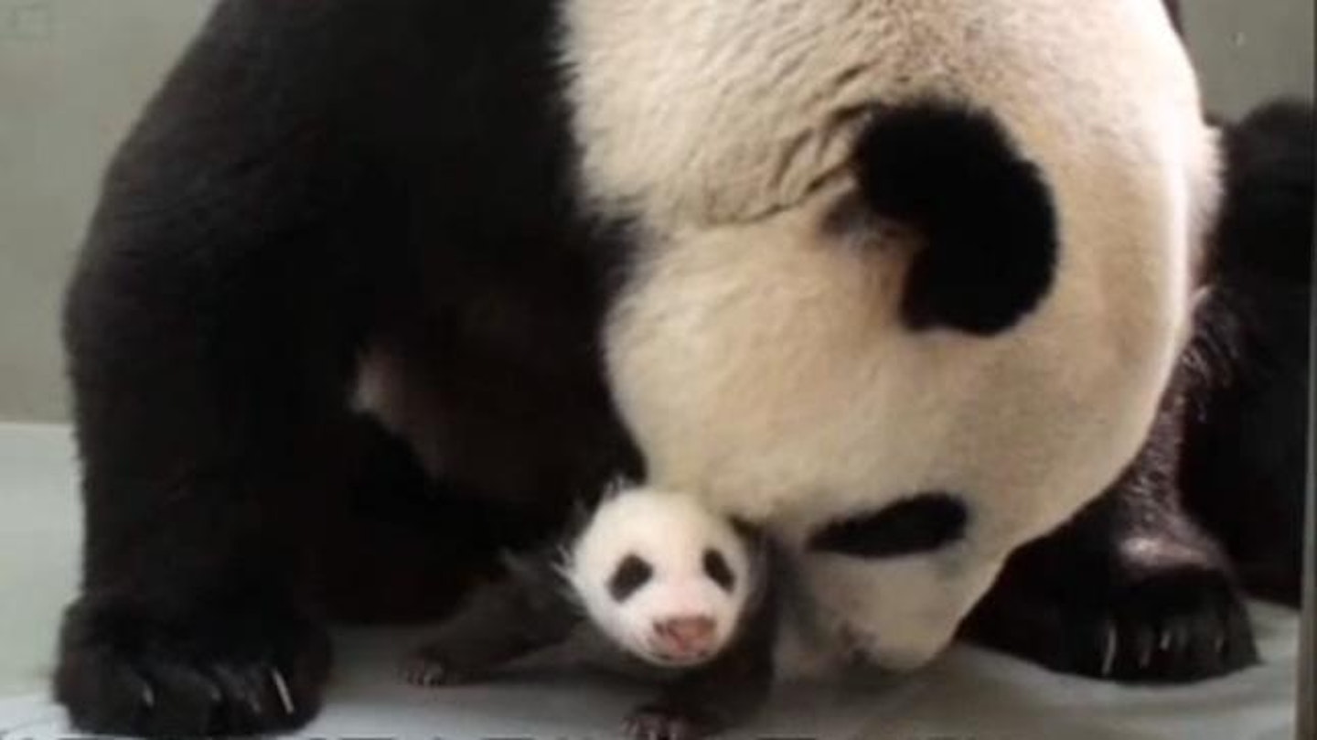 Watch: Emotional reunion between panda mum and its cub | Closer