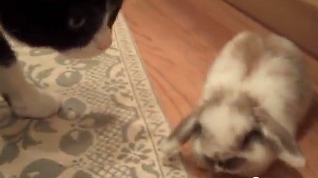 Watch: The adorable adventures of Binkies- the bouncy baby bunny | Closer