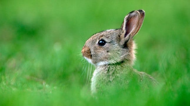 This video of the Rabbit Grand National in Yorkshire is something you ...