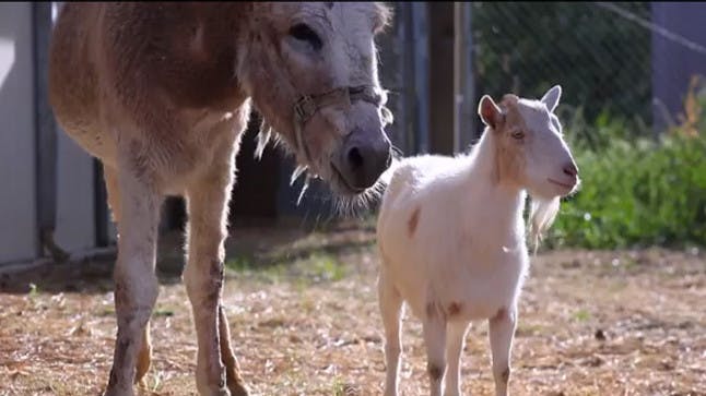 VIDEO: Meet the ‘depressed’ goat that went on hunger strike after being ...