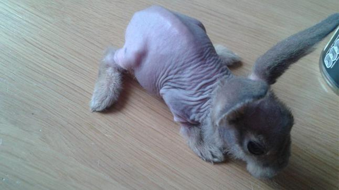 Rabbit suffering from dwarfism must wear SPF 50 in the sun after losing ...