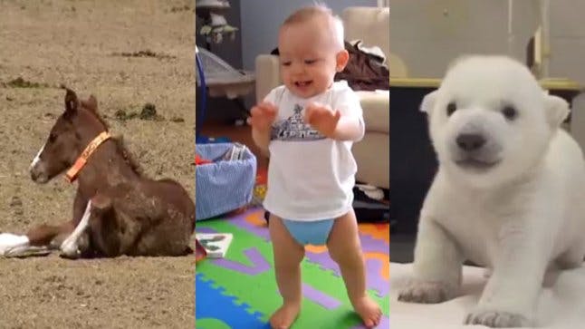 WATCH: Cute video shows animal babies standing up for the very first ...