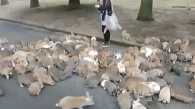VIDEO: Woman chased by a stampede of bunnies. No, really… | Closer