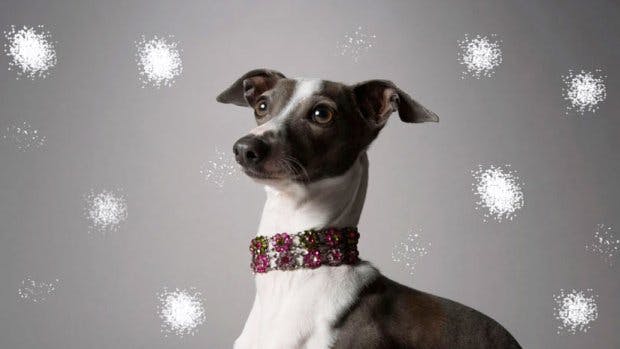 The Grim Truth Behind Why Greyhounds Are Being Given Cocaine