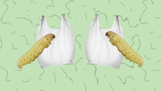 Worms to save the day! According to scientists, a plastic-eating ...