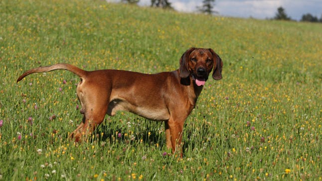 “I’ve helped save 70,000 animals – but it will never be enough” | Closer