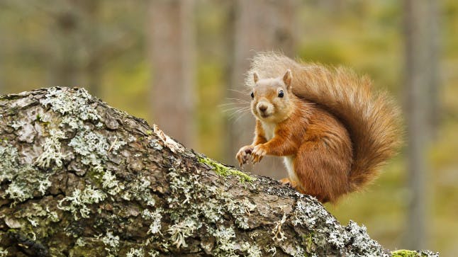 Squirrel arrested for ‘stalking and aggressive behaviour’ | Closer