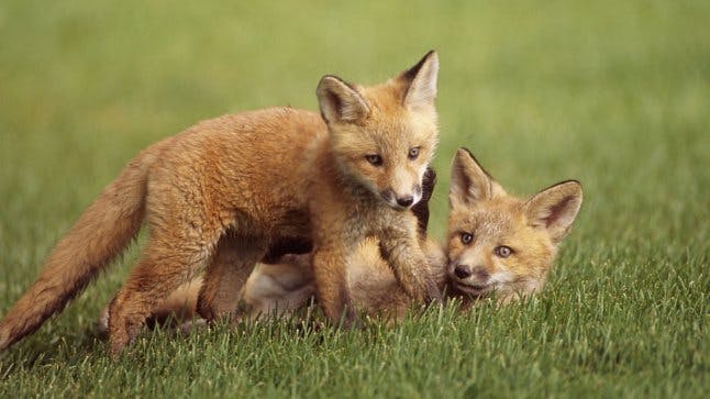 Cute Video: Adorable fox cubs get up to mischief in garden | Closer