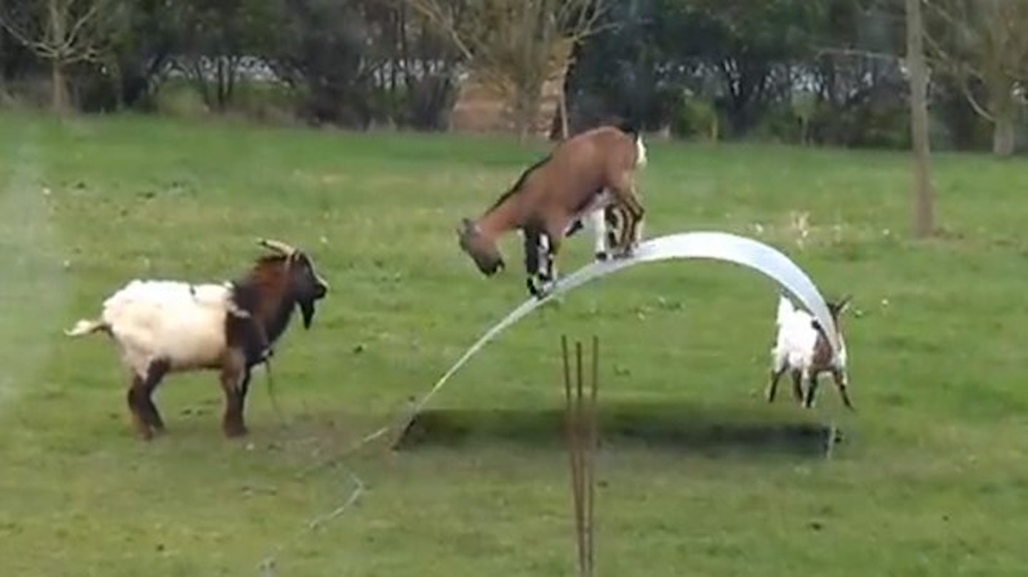 Watch these goats showing off their balancing skills in this hilarious ...
