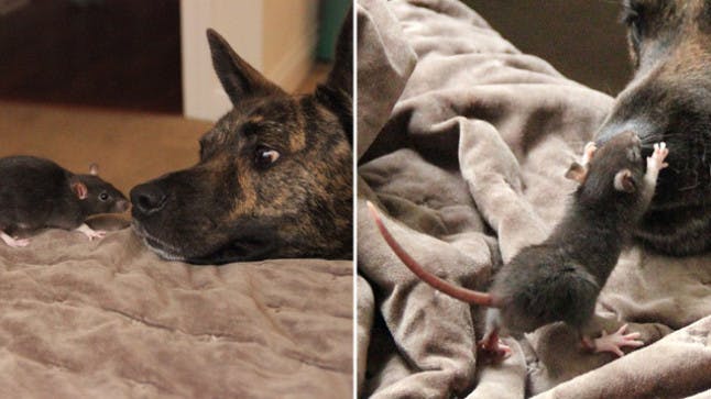 Dog and rat become best friends – and get own Instagram account | Closer