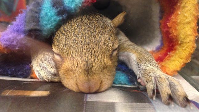 VIDEO: Four-week-old squirrel grabs onto carer’s fingers whilst feeding ...