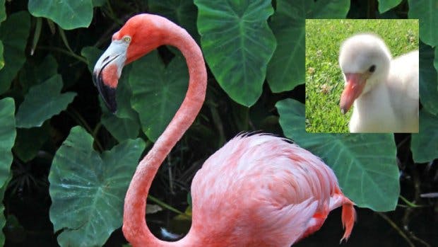 The Internet Has Fallen In Love With Two Baby Flamingos And You Should Too