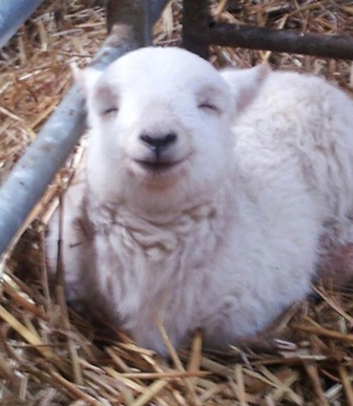 30 of the happiest animals you’ve ever seen – from a happy horse to a jolly giraffe ...