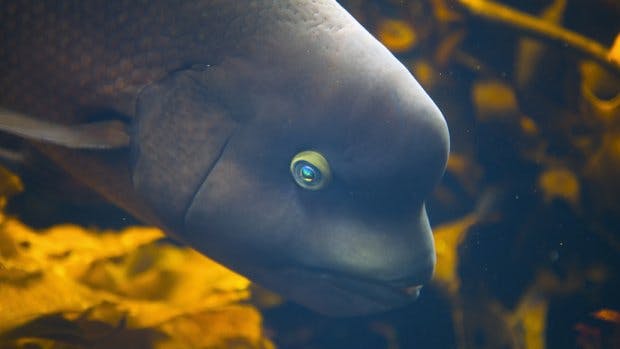BBC To Air Transgender Fish Changing Sex On Blue Planet | Grazia
