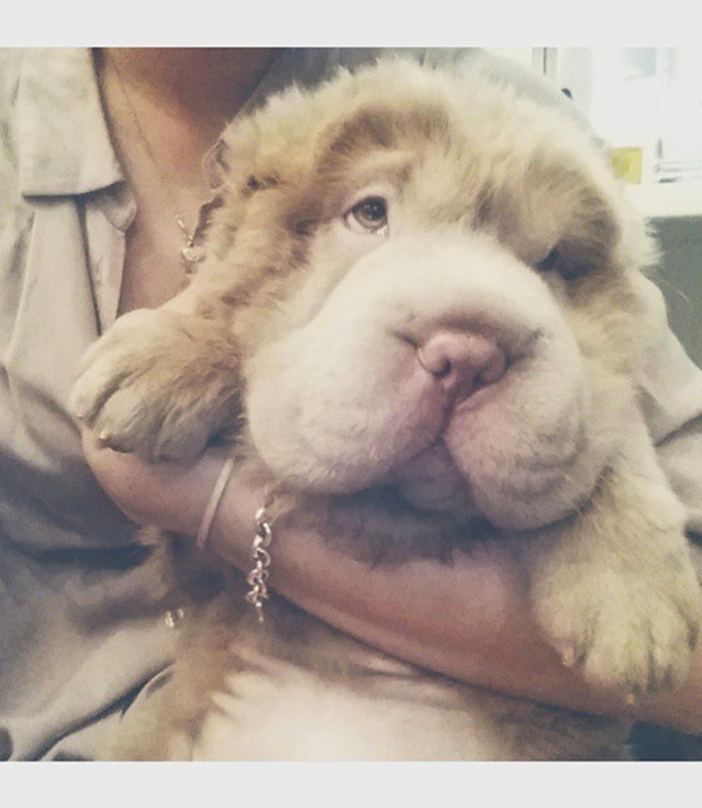 It’s time for you to meet Tonkey – the Shar-Pei dog that looks like a ...