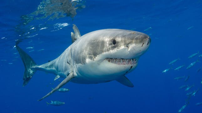 Boy bitten in Benidorm beach ‘shark’ attack | Closer