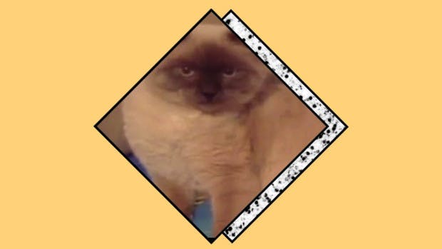 This Cat Is Running For Mayor In Siberia