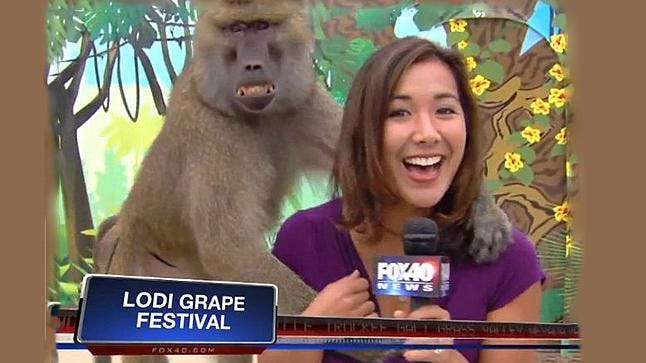 Baboon gropes shocked news reporter’s breast live on TV | Closer