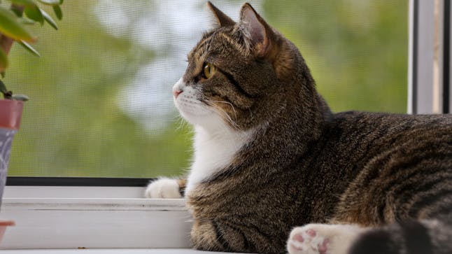 Brave cat saves little boy from bullies | Closer