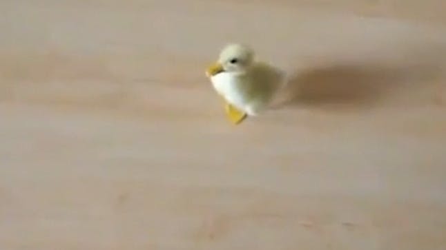 VIDEO: Watch a day in the life of a baby duck | Closer