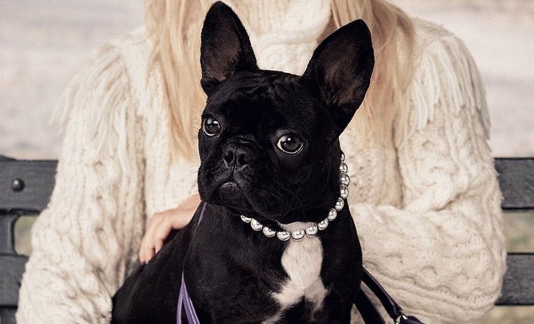 Move Out The Way Cara! Lady Gaga’s Dog Lands Modelling Campaign For ...
