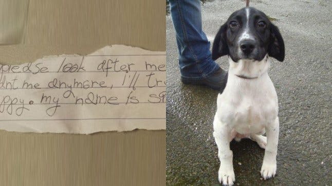 Heartbreaking note left with abandoned 14-week old puppy begs “please ...