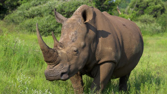 World’s last Northern White male rhino protected by armed guard | Closer