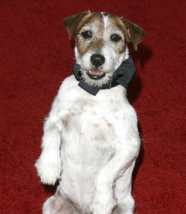 Uggie, the dog from The Artist, has passed away, aged 13 | Celebrity | Heat